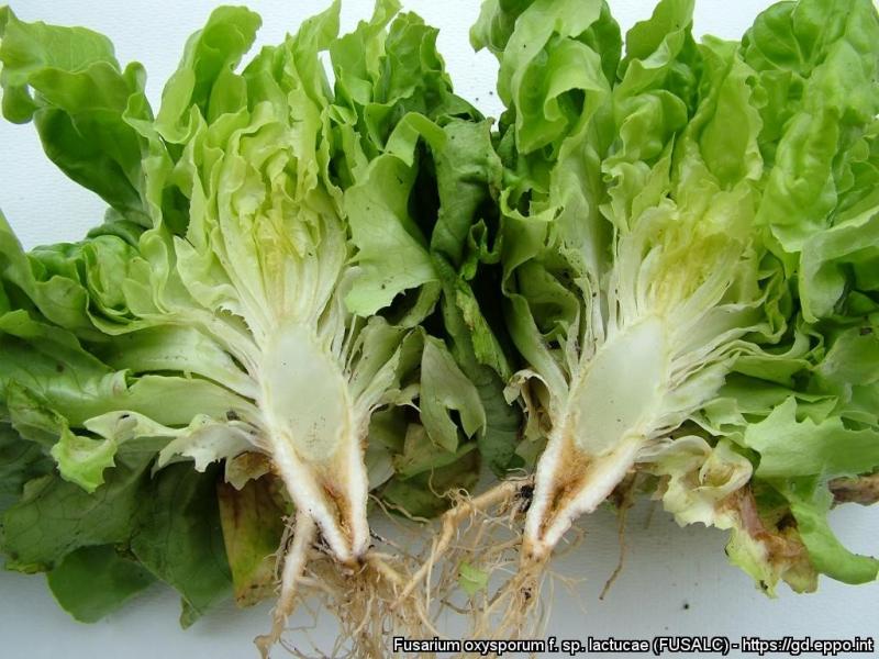 Lettuce Fusarium wilt and root rot | AHDB