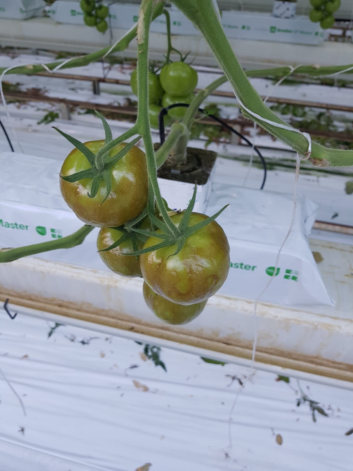 Symptoms of tomato brown rugose fruit virus - gallery | AHDB