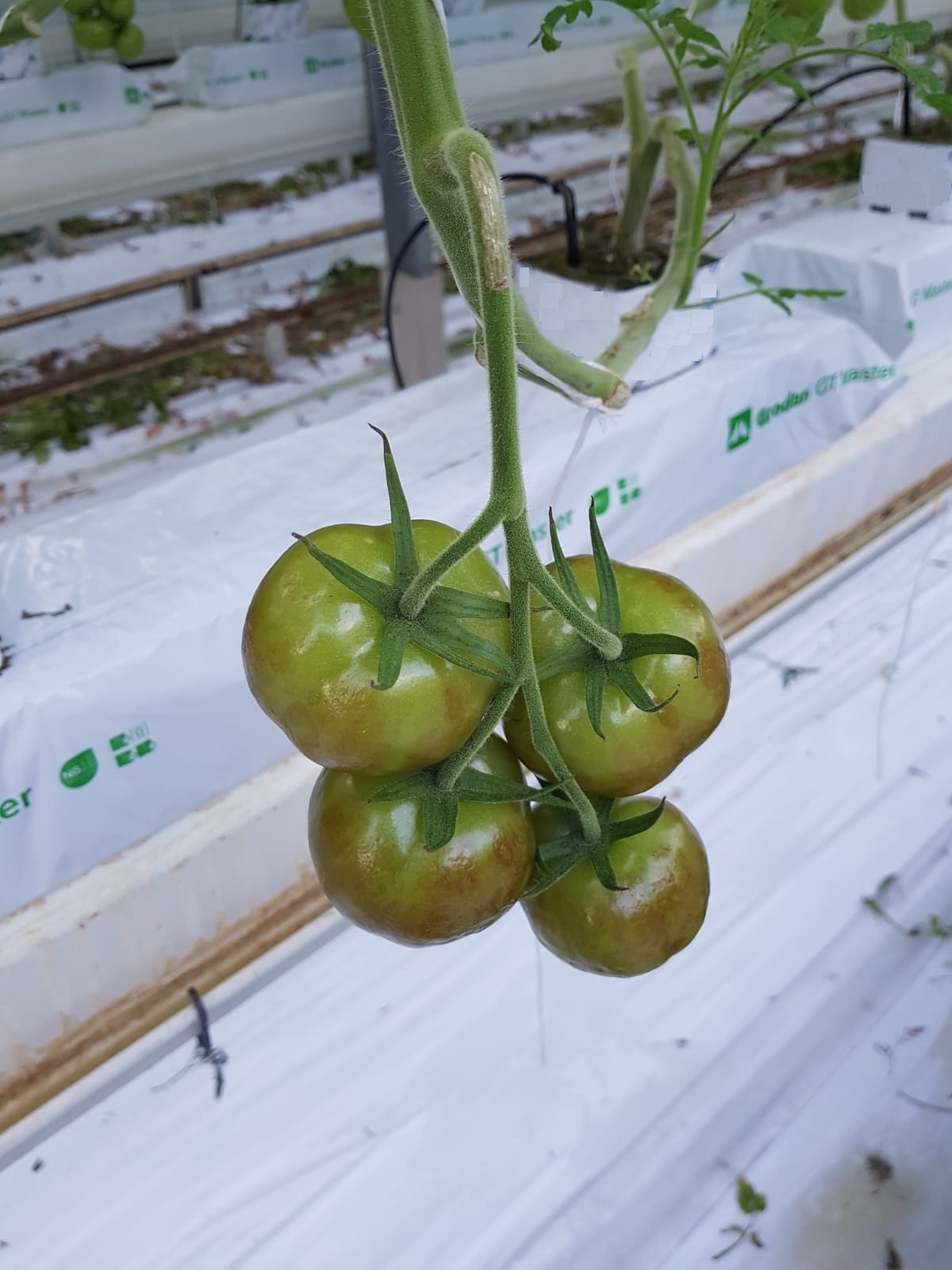 Symptoms of tomato brown rugose fruit virus - gallery | AHDB