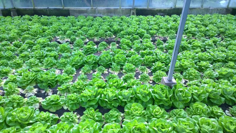 Lettuce Fusarium wilt and root rot | AHDB