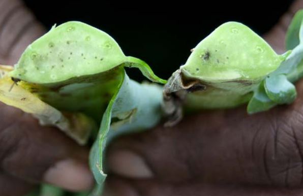 Black rot of brassicas: symptoms and biology | AHDB