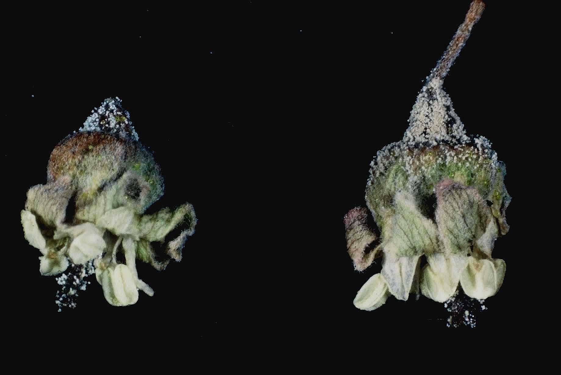 Botrytis in blackcurrant: varietal differences in susceptibility | AHDB
