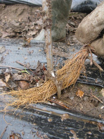 Planting and post-planting management of strawberries | AHDB