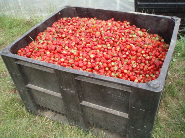 Collection and treatment of spotted wing drosophila fruit waste | AHDB