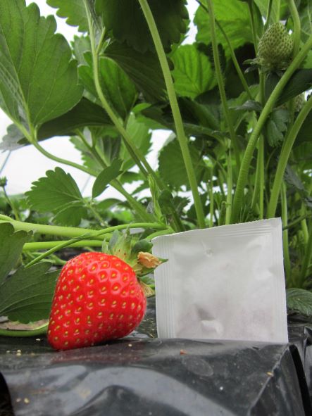 Control of tarsonemid mite on strawberry: biological | AHDB