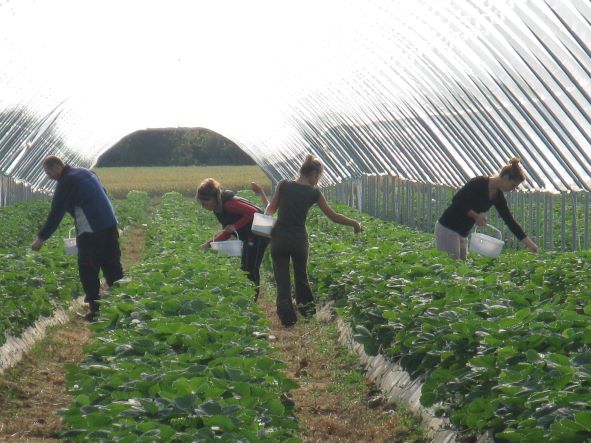Control of tarsonemid mite on strawberry: biological | AHDB