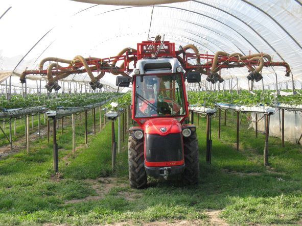 Control of tarsonemid mite on strawberry: chemical | AHDB