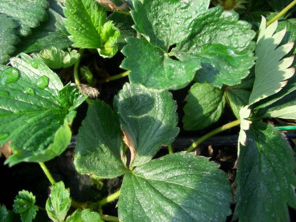 Tarsonemid mite on strawberry: Crop damage | AHDB