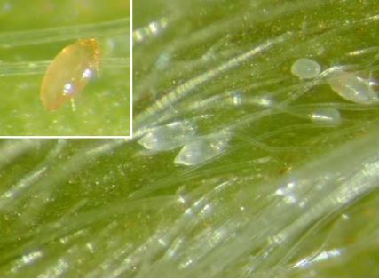 Tarsonemid mite on strawberry: Identification, spread and monitoring | AHDB