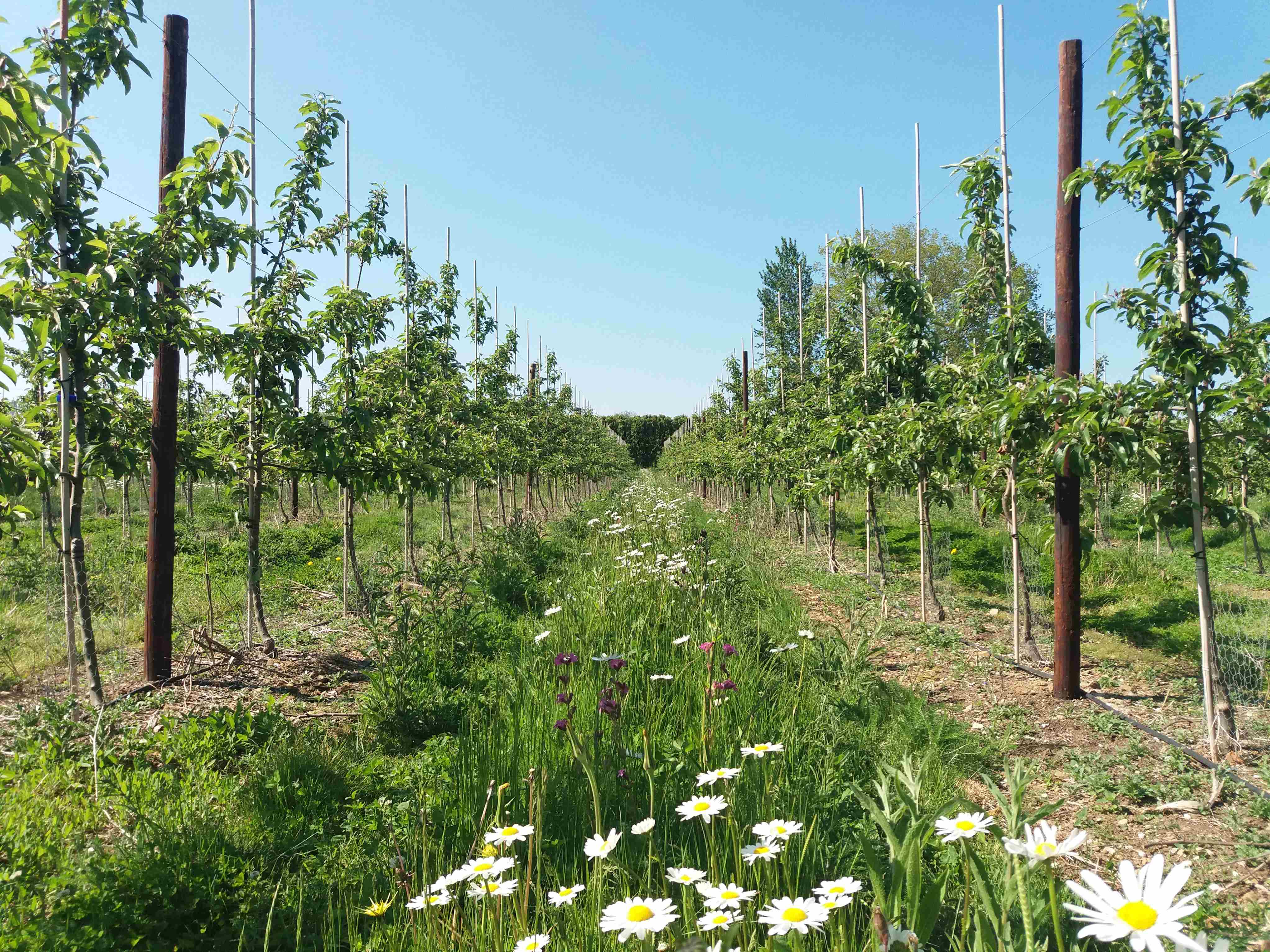 How to enhance the ecosystem in your orchard to prevent pests | AHDB