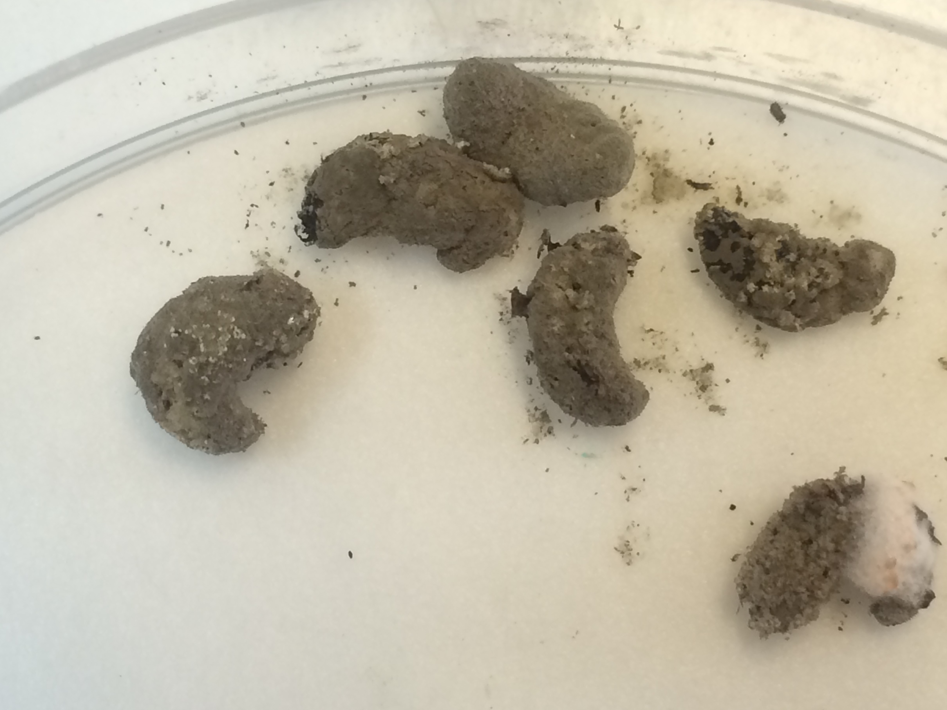 Vine weevil in soft fruit: Biological control – fungi and natural ...