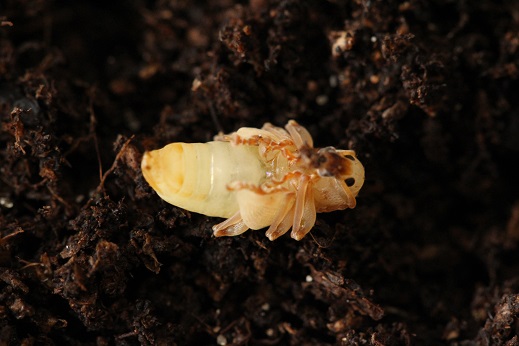Vine weevil in soft fruit: Biology and plant damage | AHDB