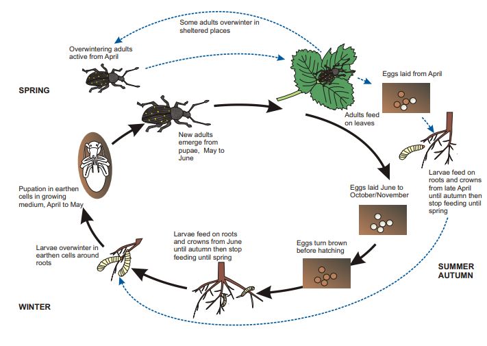 Vine weevil in soft fruit: Biology and plant damage | AHDB