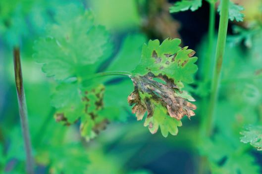 Bacterial blight of coriander: symptoms and biology | AHDB