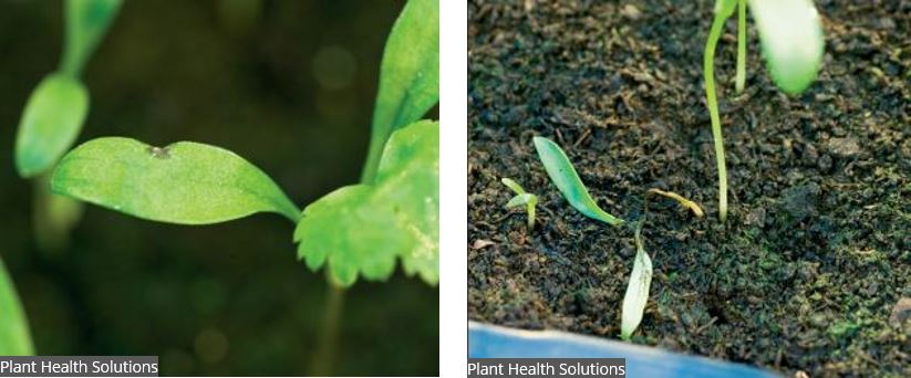 Bacterial blight of coriander: symptoms and biology | AHDB