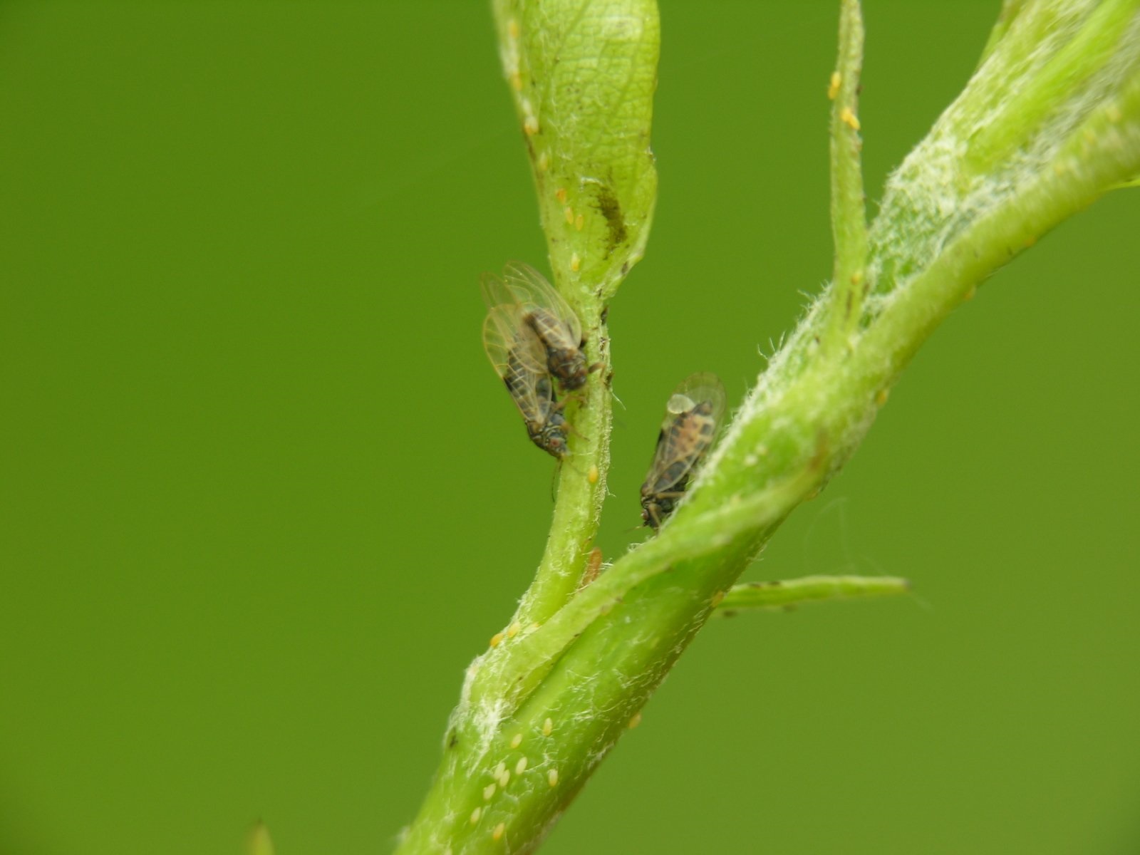Seven tips to prevent, control and detect pear sucker | AHDB
