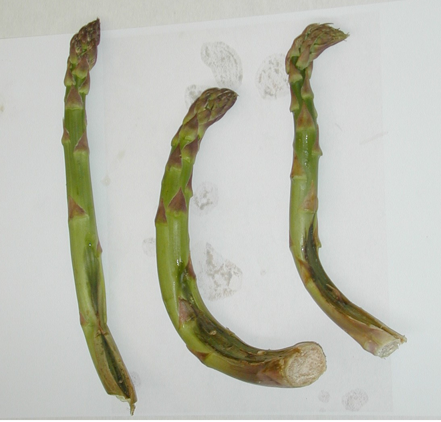 Phytophthora rot in asparagus – be aware and prepare | AHDB