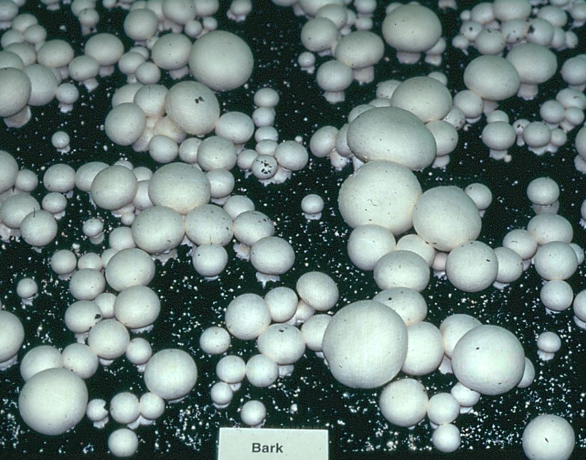 Identification and control of bacterial blotch on mushrooms | AHDB