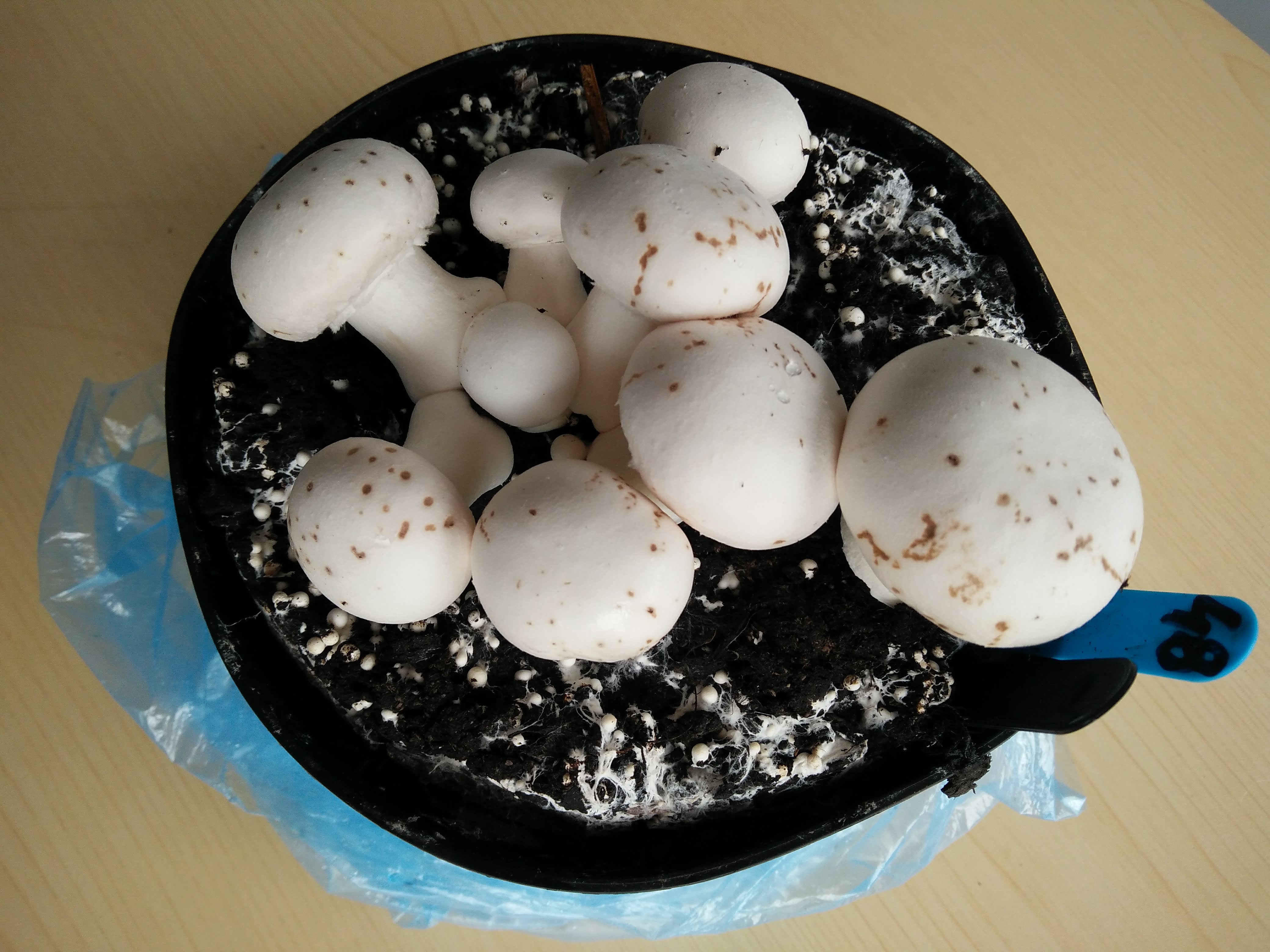 Symptoms of bacterial blotch on mushrooms | AHDB