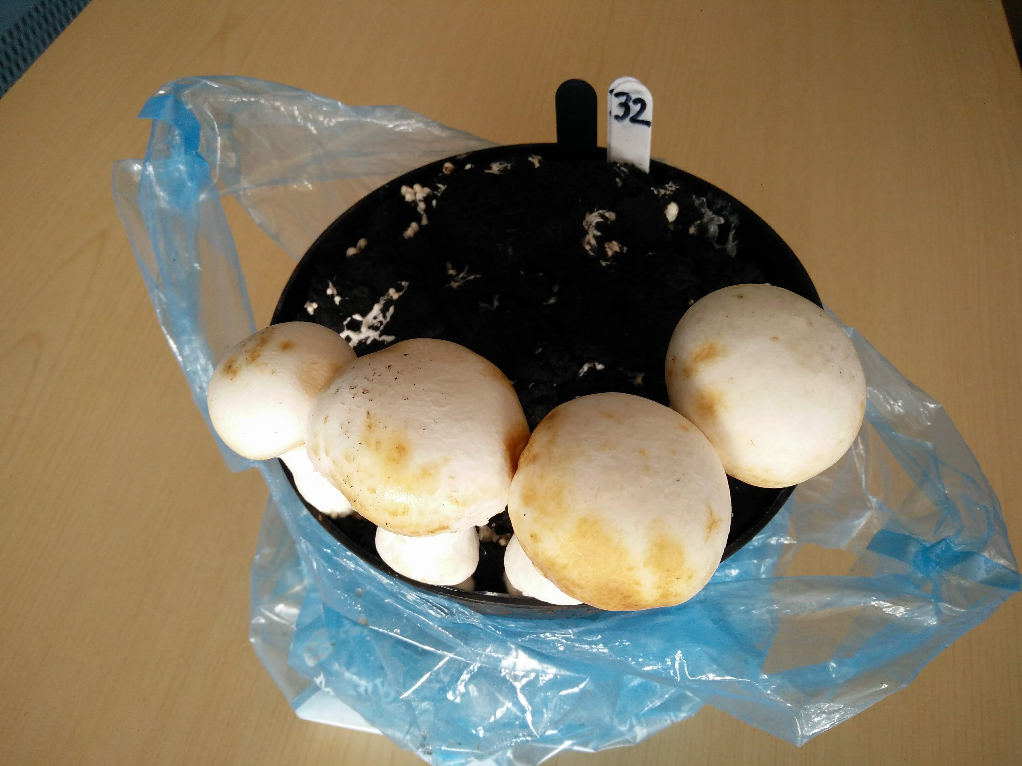 Symptoms of bacterial blotch on mushrooms | AHDB