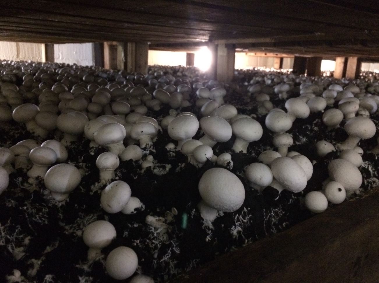 Identification and control of bacterial blotch on mushrooms | AHDB