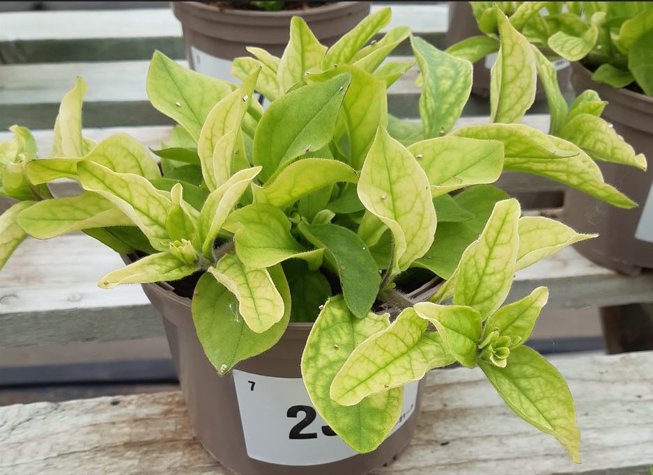 Iron nutrition in bedding crops | AHDB