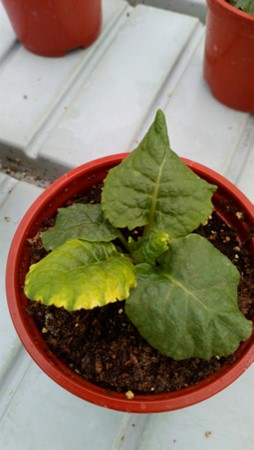 Iron nutrition in bedding crops | AHDB