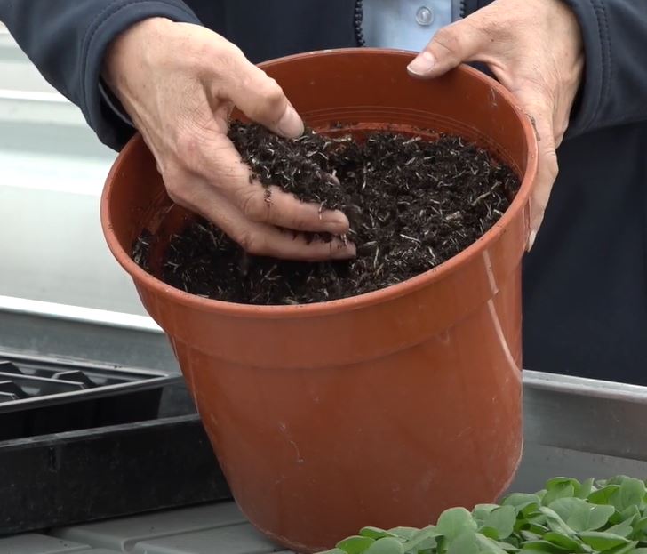 Interactions between growing media and liquid feed | AHDB