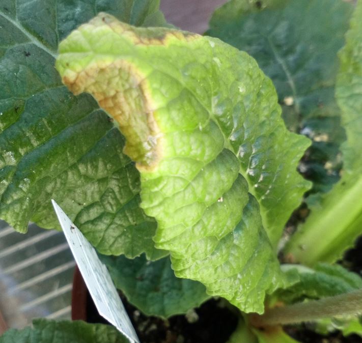 Leaf edge scorch in Primula | AHDB