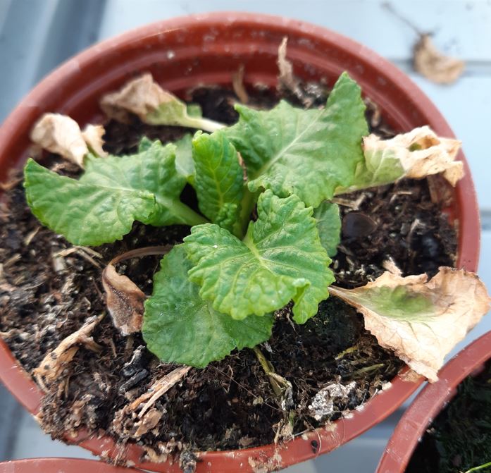How to prevent leaf scorch in Primula | AHDB
