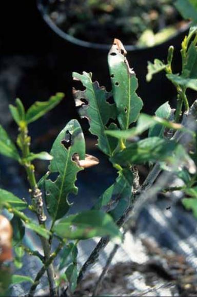 Bacterial shot-hole of cherry laurels: symptoms, pathogen and biology ...