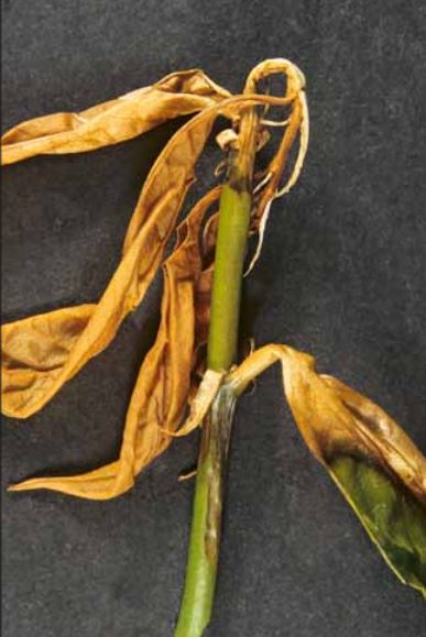 Bacterial shot-hole of cherry laurels: symptoms, pathogen and biology ...