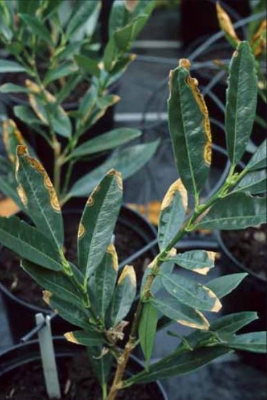 Bacterial shot-hole of cherry laurels: symptoms, pathogen and biology ...