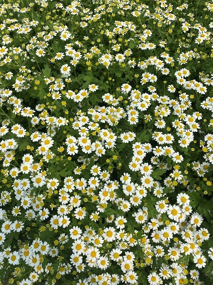 Tanacetum as a cut flower for the UK market | AHDB