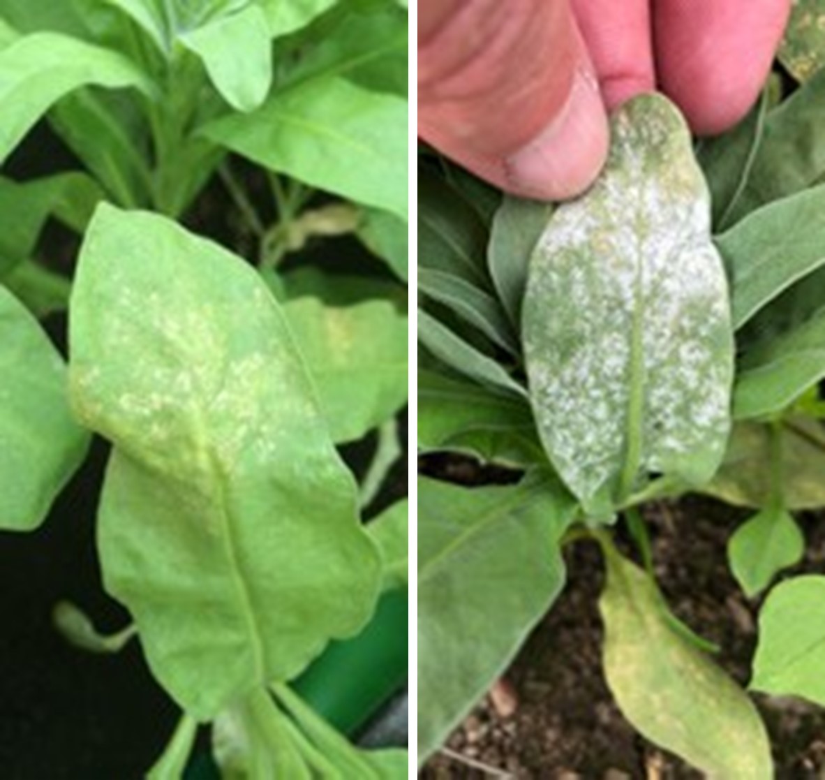 Downy mildew control in protected crops of cut flower column stocks | AHDB
