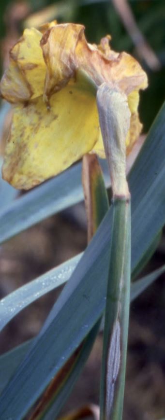 Narcissus white mould: symptoms, spread and disease development | AHDB