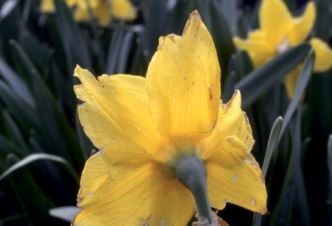 Other foliar disorders and fungal diseases of narcissus | AHDB
