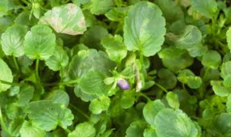 Downy mildew in pansy and viola | AHDB