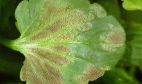 Downy mildew in pansy and viola | AHDB