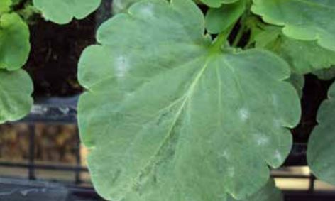 Powdery mildew in pansy and viola | AHDB