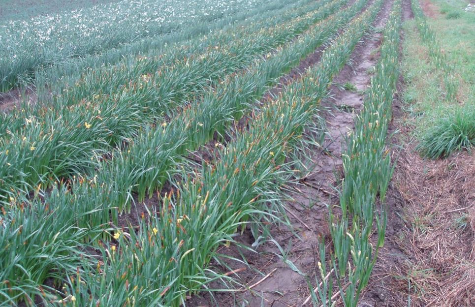Narcissus leaf scorch: symptoms, spread and disease development | AHDB