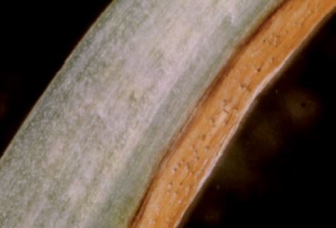 Narcissus leaf scorch: symptoms, spread and disease development | AHDB