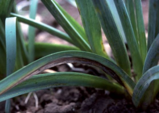 Narcissus smoulder: symptoms, spread and disease development | AHDB