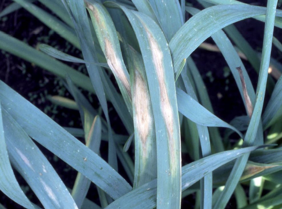 Narcissus smoulder: symptoms, spread and disease development | AHDB