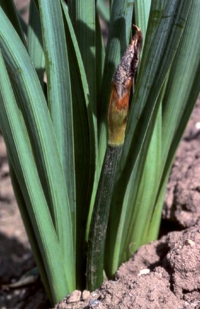 Narcissus smoulder: symptoms, spread and disease development | AHDB