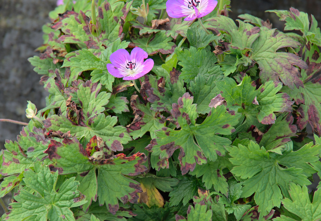 Bacterial leaf spot of hardy geranium: symptoms and biology | AHDB