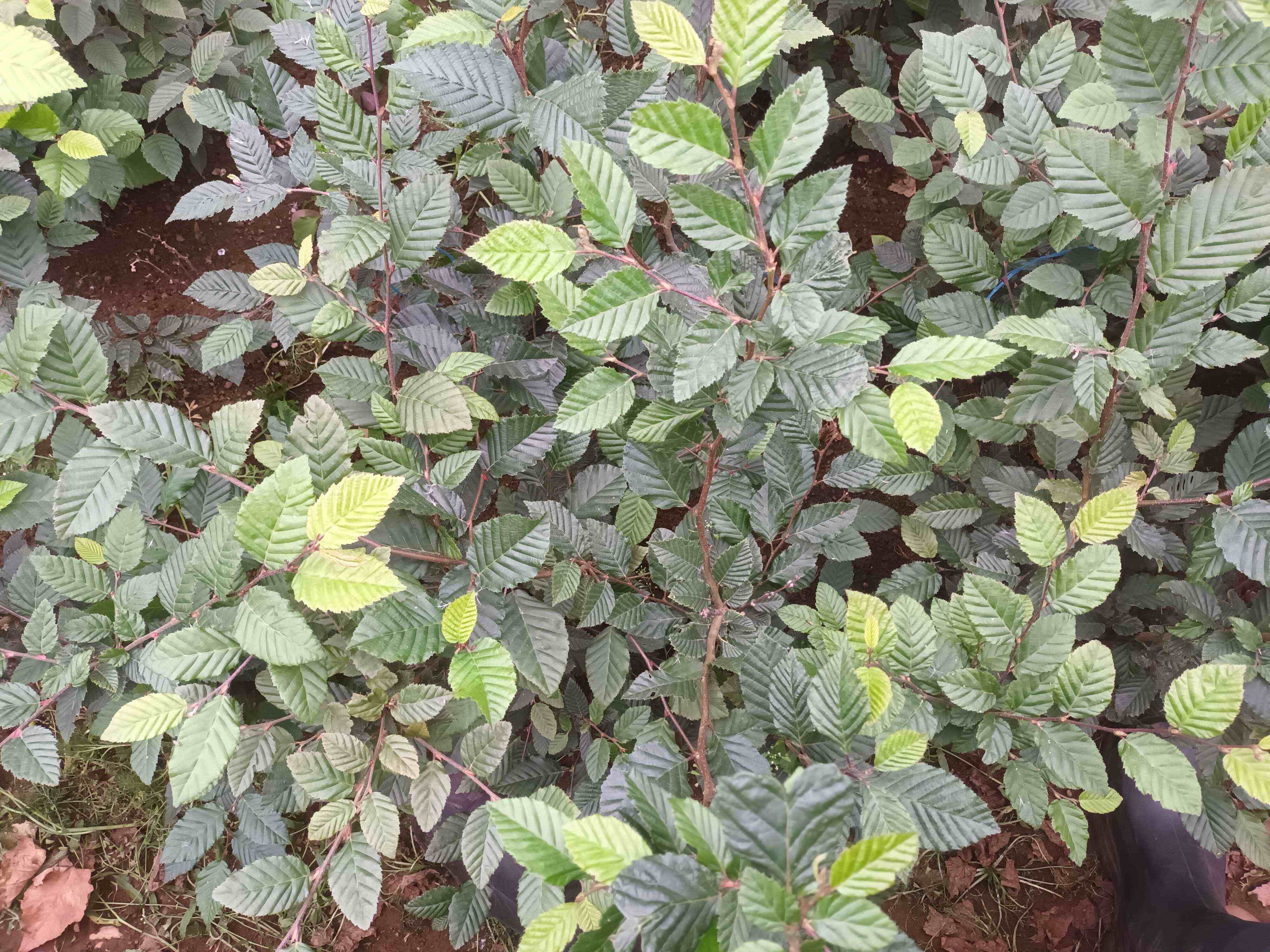 Nutrient management recommendations for field grown hardy nursery stock ...