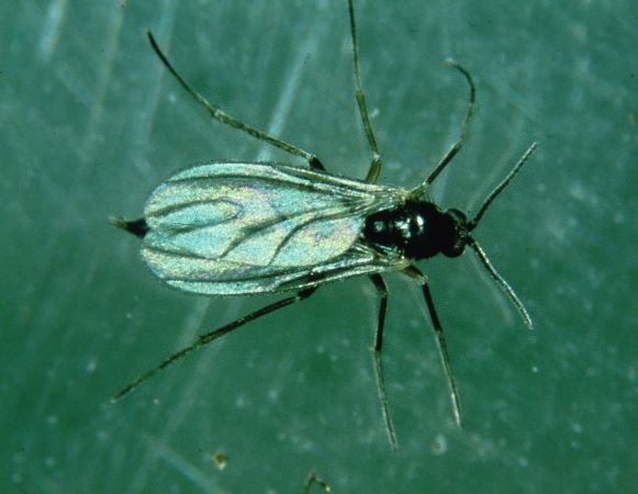 Recognition and biology of sciarid and shore flies in protected ...
