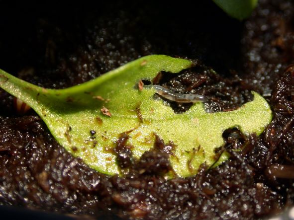 Sciarid fly damage and shore fly problems in protected ornamentals | AHDB