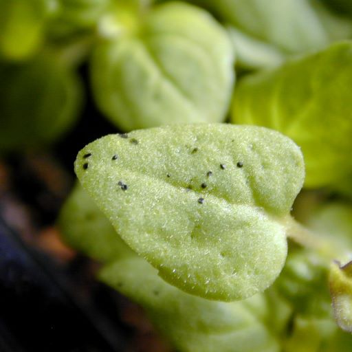 Sciarid fly damage and shore fly problems in protected ornamentals | AHDB